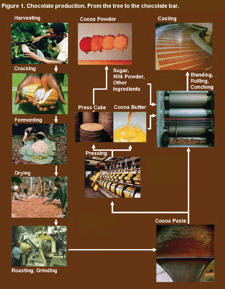 The Source Of Great Taste - Cacao Tree