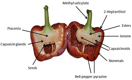 The Biochemistry of Peppers :: ChemViews Magazine :: ChemistryViews