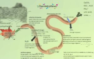 Chemistry of An Earthworm - ChemistryViews