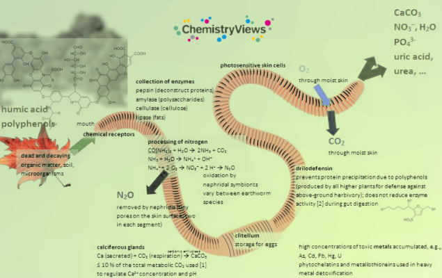 Chemistry of An Earthworm - ChemistryViews