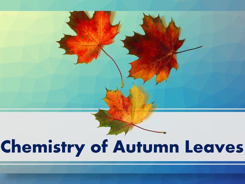 Chemistry of Autumn Leaves - ChemistryViews