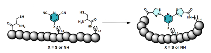 Selective Generation of Bicyclic Peptides - ChemistryViews