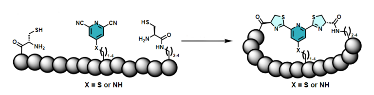 Selective Generation of Bicyclic Peptides - ChemistryViews