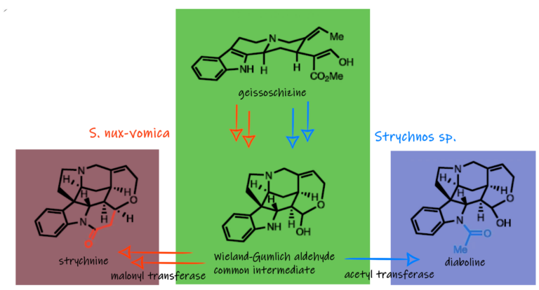 Complete Biosynthesis of Strychnine - ChemistryViews