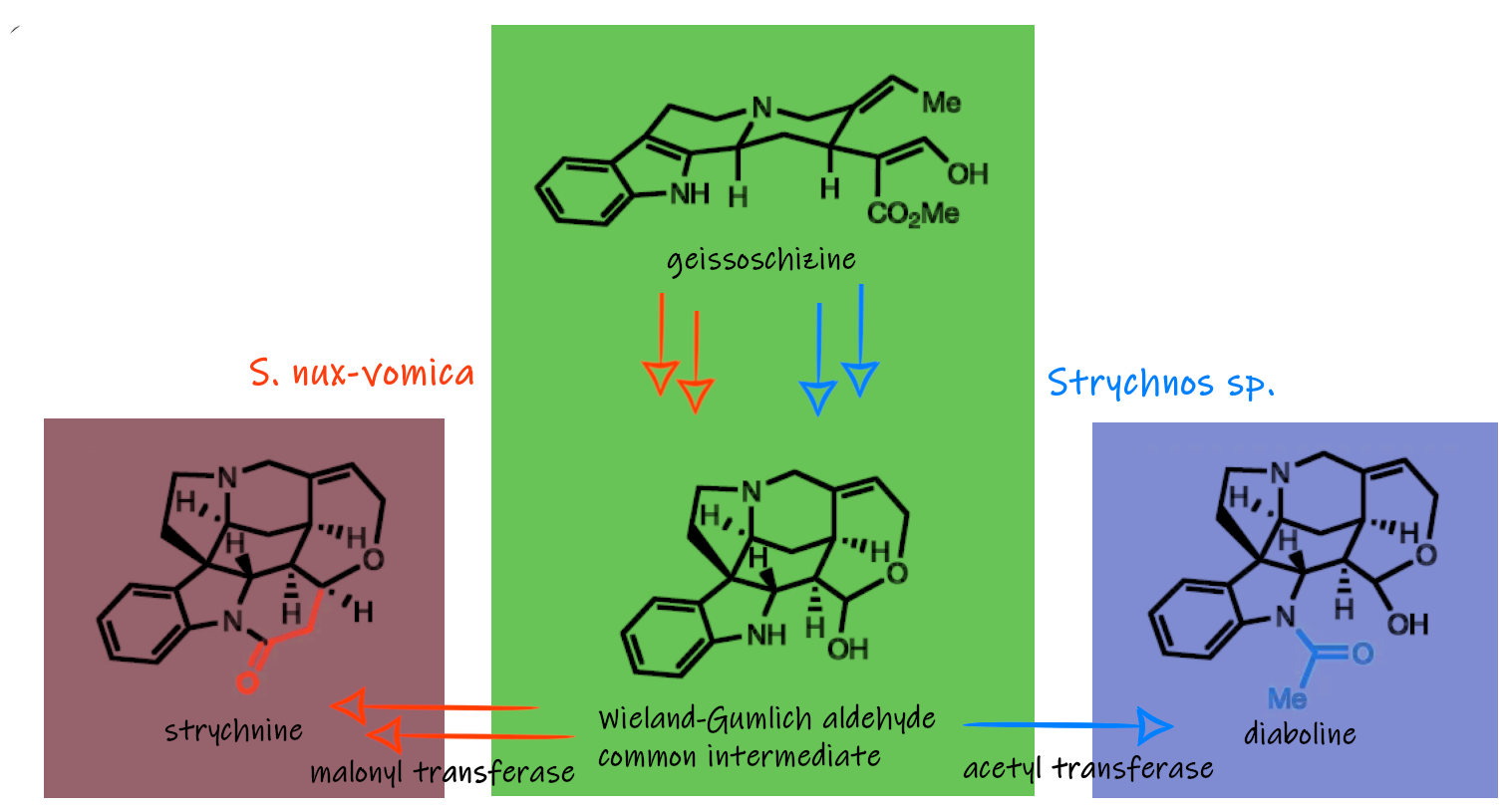Complete Biosynthesis of Strychnine - ChemistryViews
