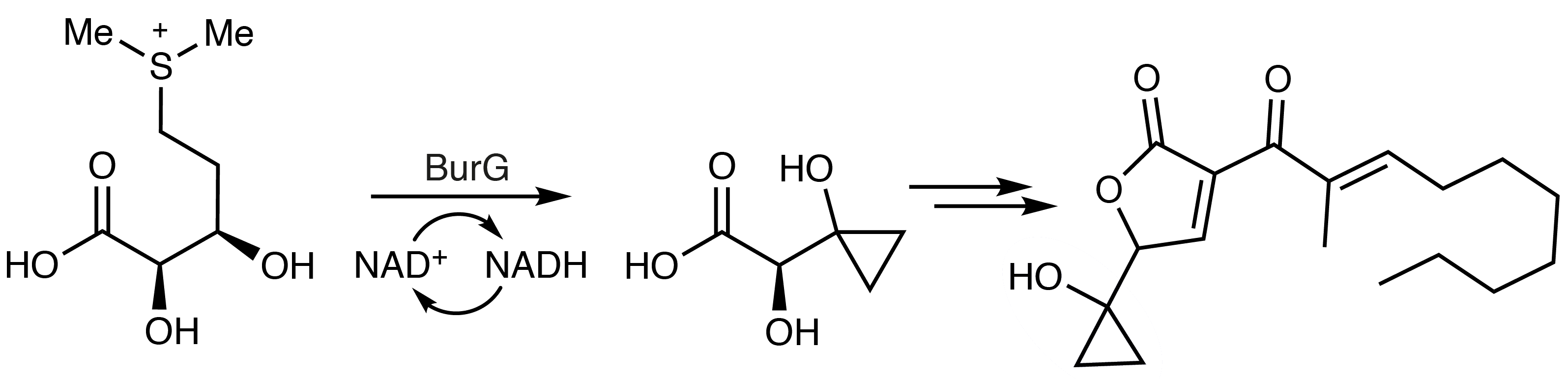 Understanding How Pathogenic Bacteria Build Their Virulence Factors ...