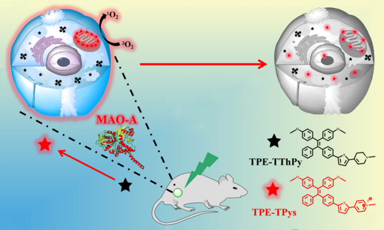 Target-Activatable Photosensitizer for Tumor Imaging and Therapy ...