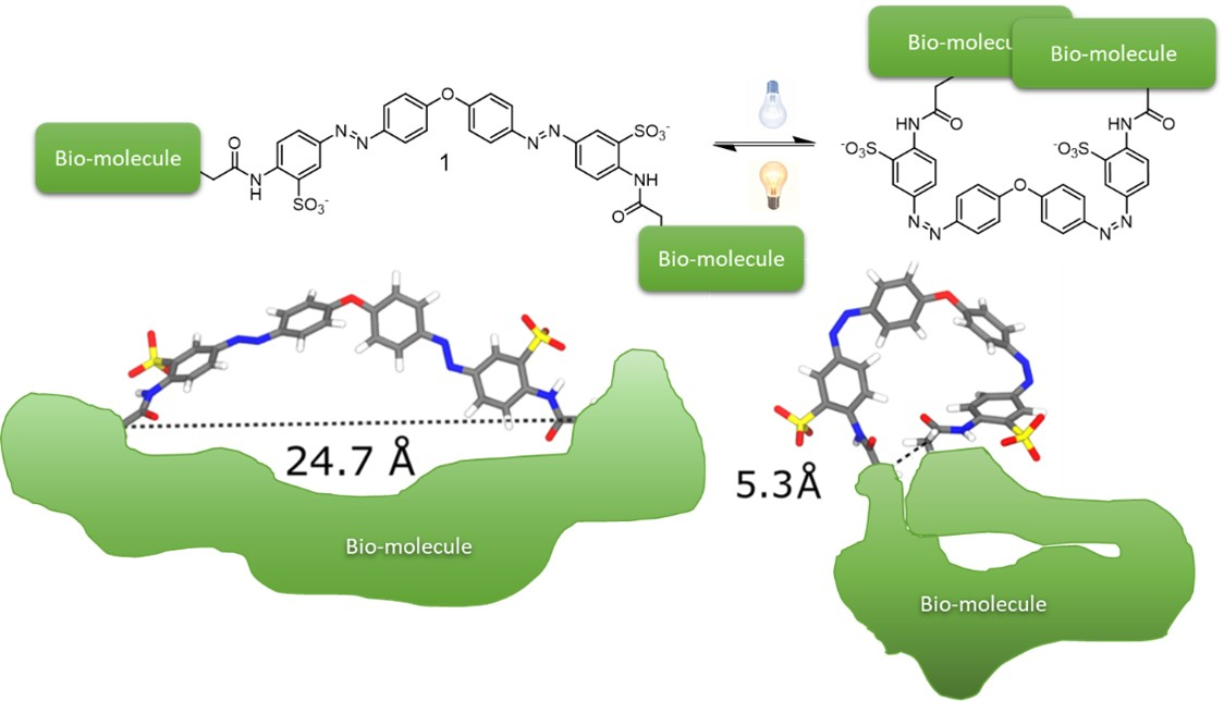 Light-Responsive Linkers for the Control of Biomolecules - ChemistryViews Light-Responsive Linkers for the Control of Biomolecules - ChemistryViews