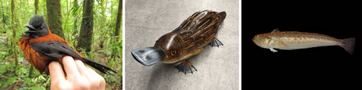 Healing with Venom – Part 1 - ChemistryViews