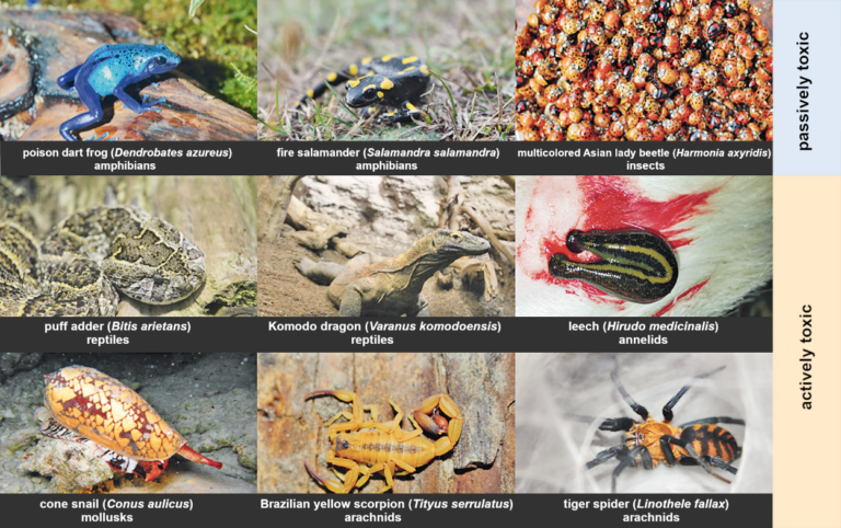 Healing with Venom – Part 1 - ChemistryViews