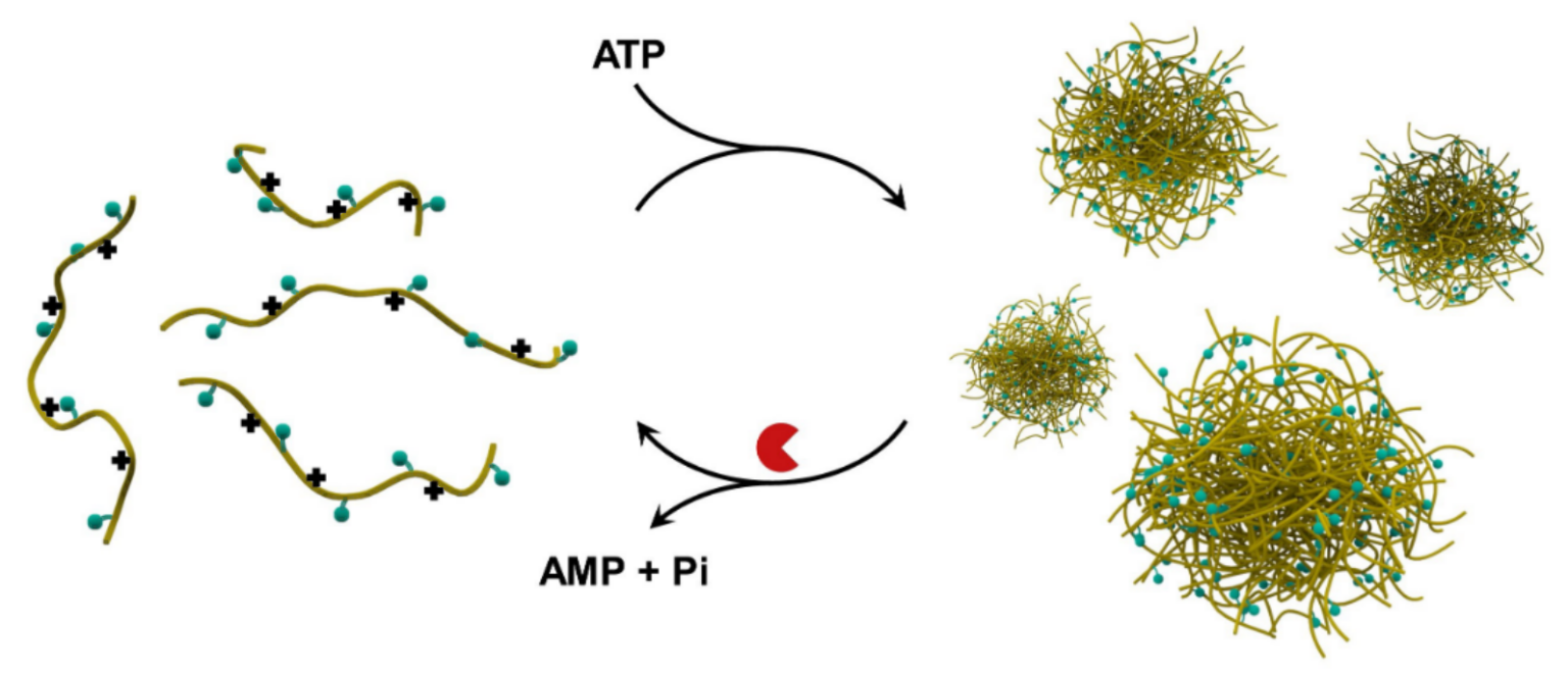 ATP-Fueled Nanoparticles Enable Self-Erasing Security Labels ...