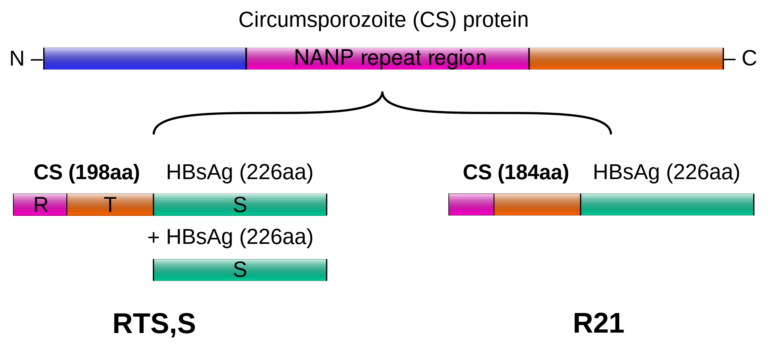 High Expectations for the Malaria Vaccine R21/Matrix-M - ChemistryViews
