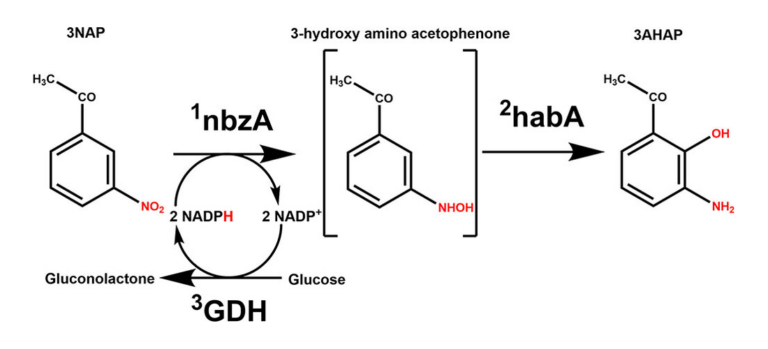 Multi-Enzyme Biosynthesis for the Production of 3-Amino-2-Hydroxy ...