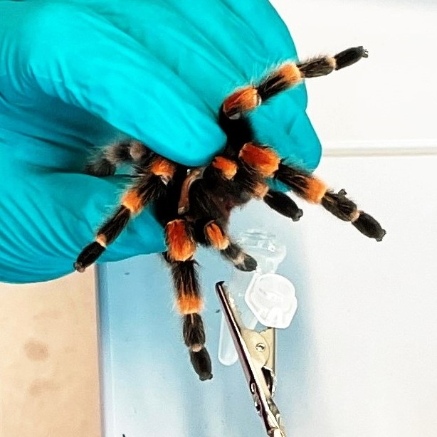 Exploring the Untapped Power of Animal Venoms - ChemistryViews