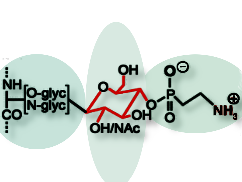 The Role of Phosphonates in Creating Velvet Worm Glue - ChemistryViews