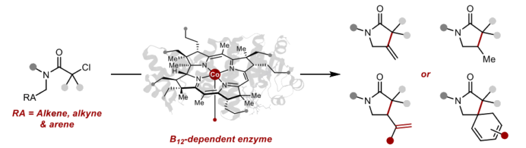 Intramolecular Radical Cyclization Catalyzed by a B12-Dependent Enzyme - ChemistryViews