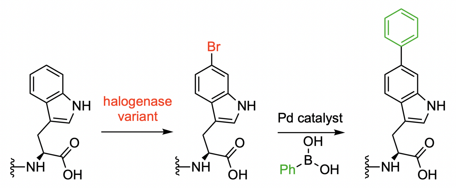 Enzymatic Bromination of Proteins at C-Terminal Tryptophan - ChemistryViews