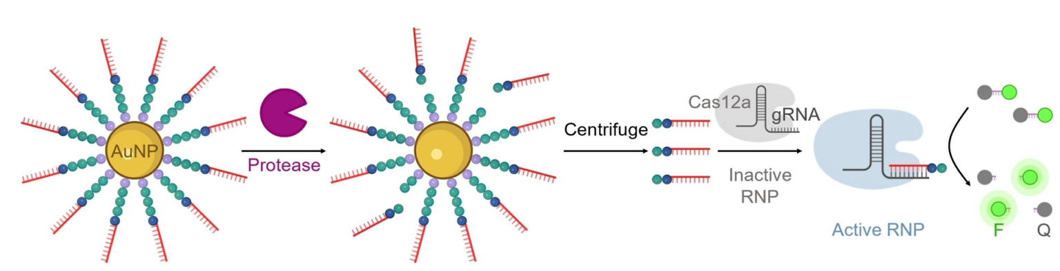 DNA-Barcoded Nanoprobe Detects Active Proteases - ChemistryViews