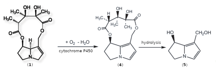 The Amazing Chemical Survival Strategy of a Moth – Part 1 - ChemistryViews