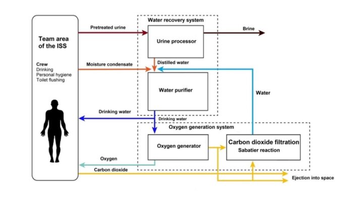 Quite Detached—Astropharmacy and Astrotoxicology in Space Flight ...