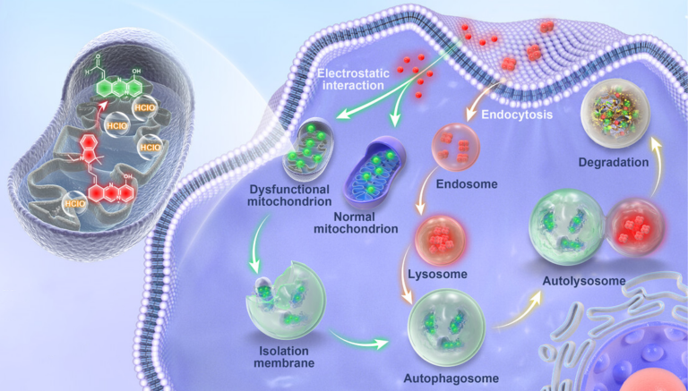 Dual-Target Probe for Monitoring Mitochondria-Lysosome Interactions ...