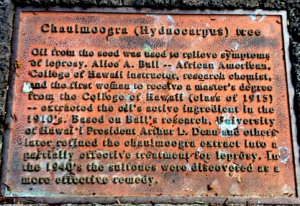 Alice Ball: First Injectable Leprosy Treatment - ChemistryViews