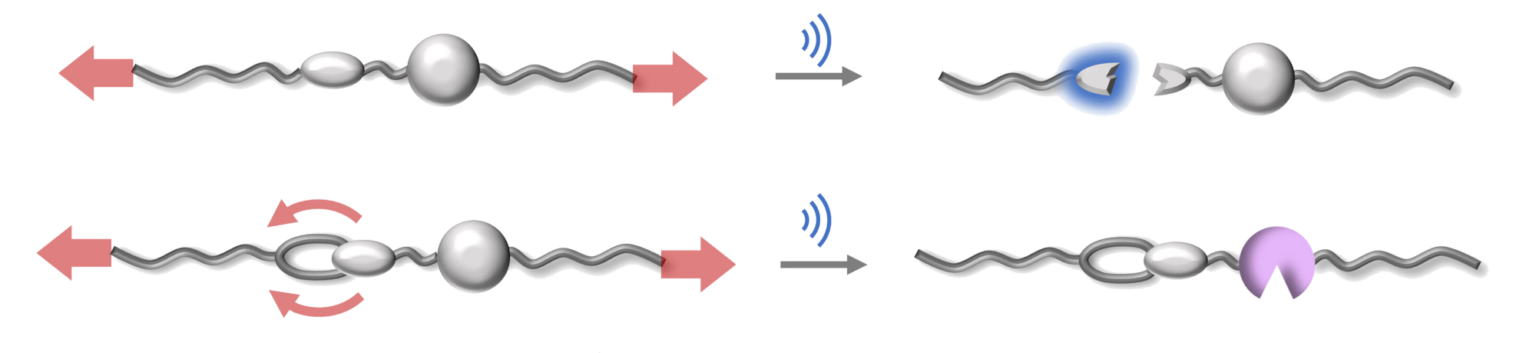 Modulating the Reactivity of Force-Sensitive Molecules - ChemistryViews